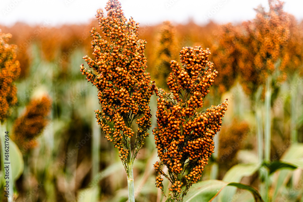 Ripe red and green sorghum plantation. Sorghum plantation in the ...