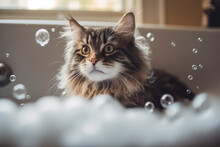 Cat Bubble Bath Free Stock Photo - Public Domain Pictures