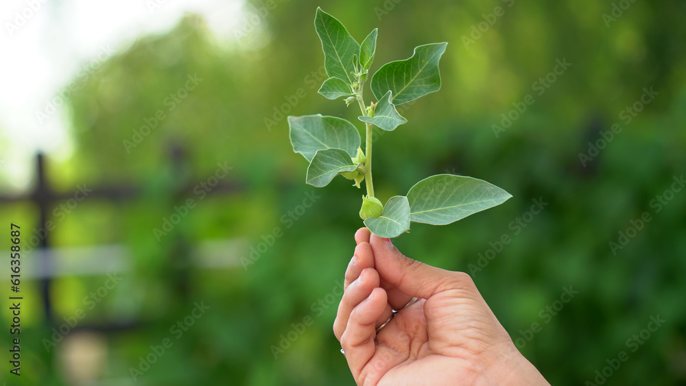 Ashwagandha Fresh Green Leaves on the Stem, Medicinal Herb Plant, also ...
