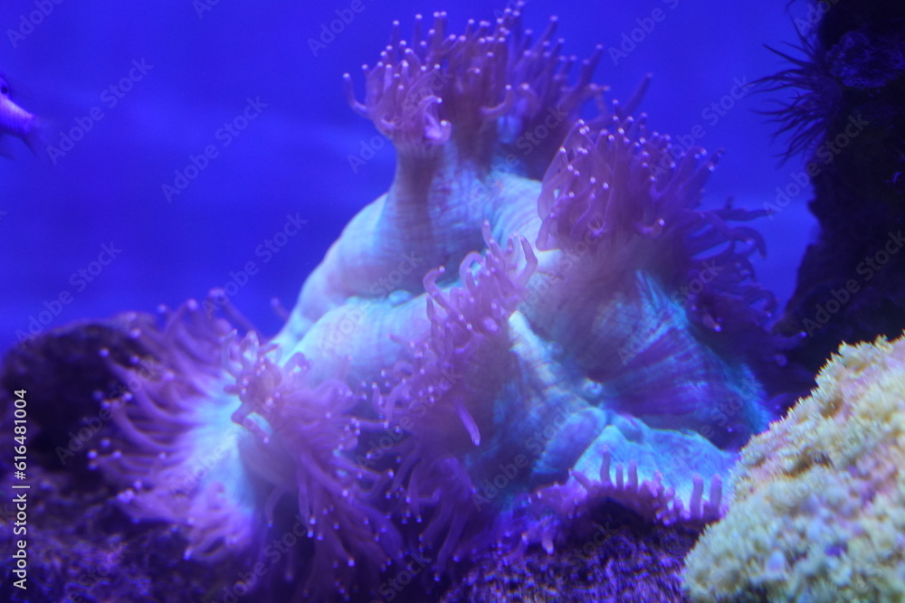 The Elegance Coral, scientifically known as Catalaphyllia jardinei, is ...