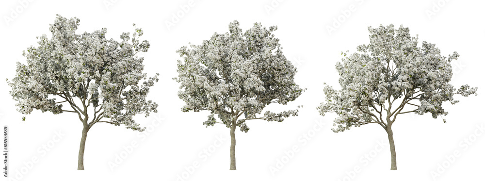 Pyrus calleryana tree on transparent background, png plant, 3d render ...