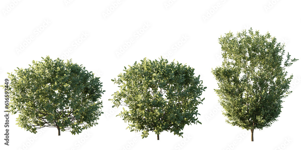 isolated shrub bushes in 3 variation, best use for landscape design ...