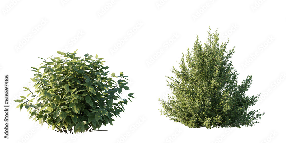 isolated shrub bushes in 2 variation, best use for landscape design ...