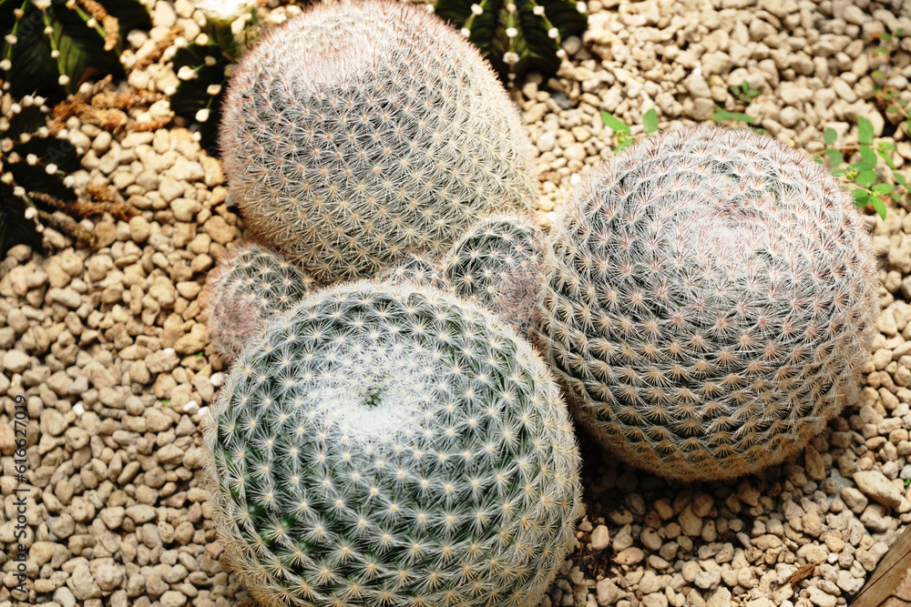 Top view White Cactus Plant or Call mammillaria huitzilopochtli ...