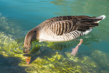 Canada Goose And Fish In Lake Free Stock Photo - Public Domain Pictures