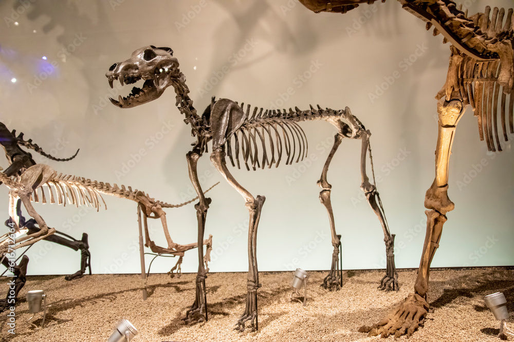 dire wolf (Canis dirus) in global gallery National Museum of Nature and ...