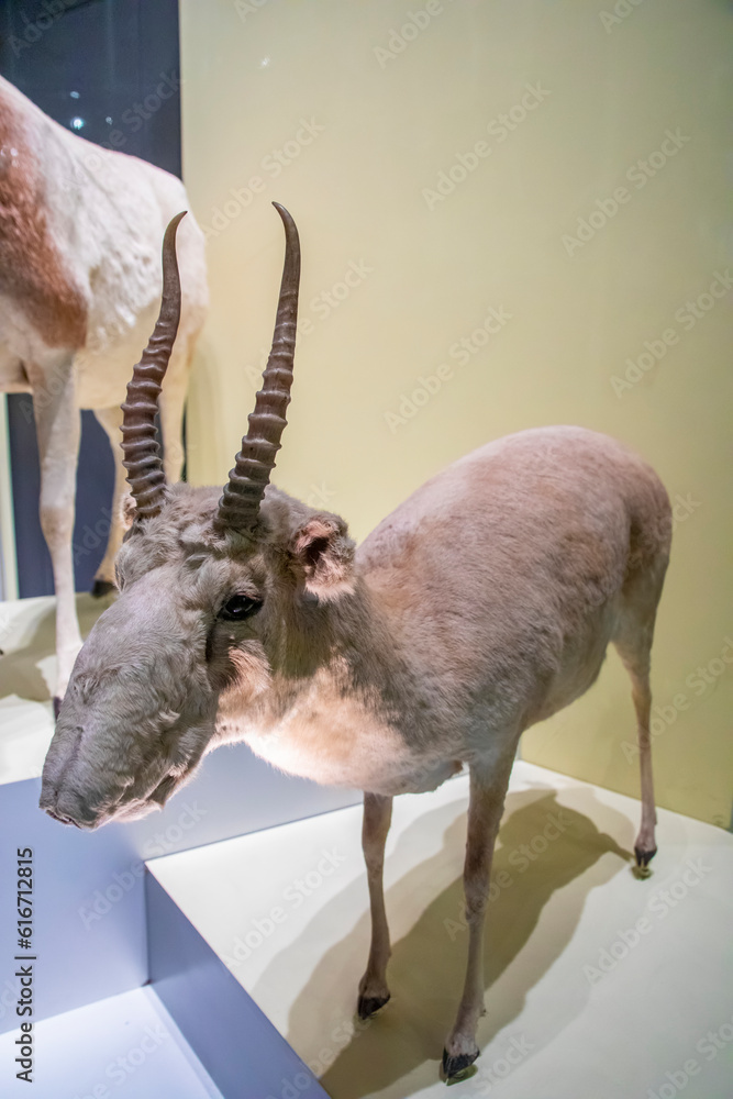 Stock-Foto „Tokyo Japan Mar 11th 2023: the saiga antelope (Saiga ...
