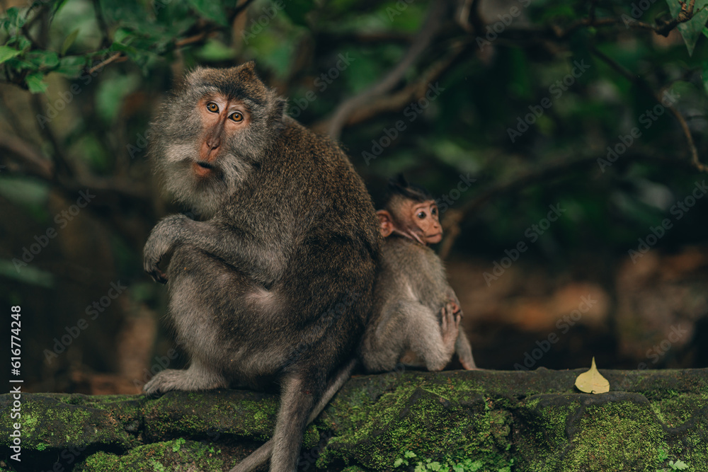 Cute mom monkey with little baby sitting back to back. Monkeys sitting ...