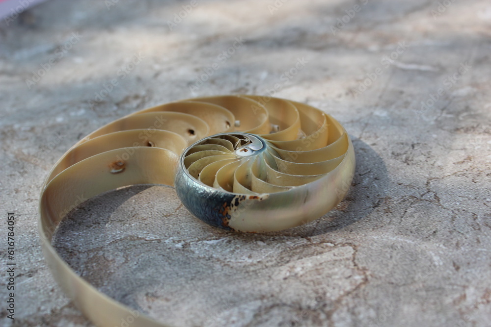 nautilus shell symmetry Fibonacci half cross section spiral golden ...