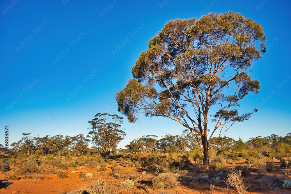 Typical Australian outback scene, with red earth, low desert vegetation ...