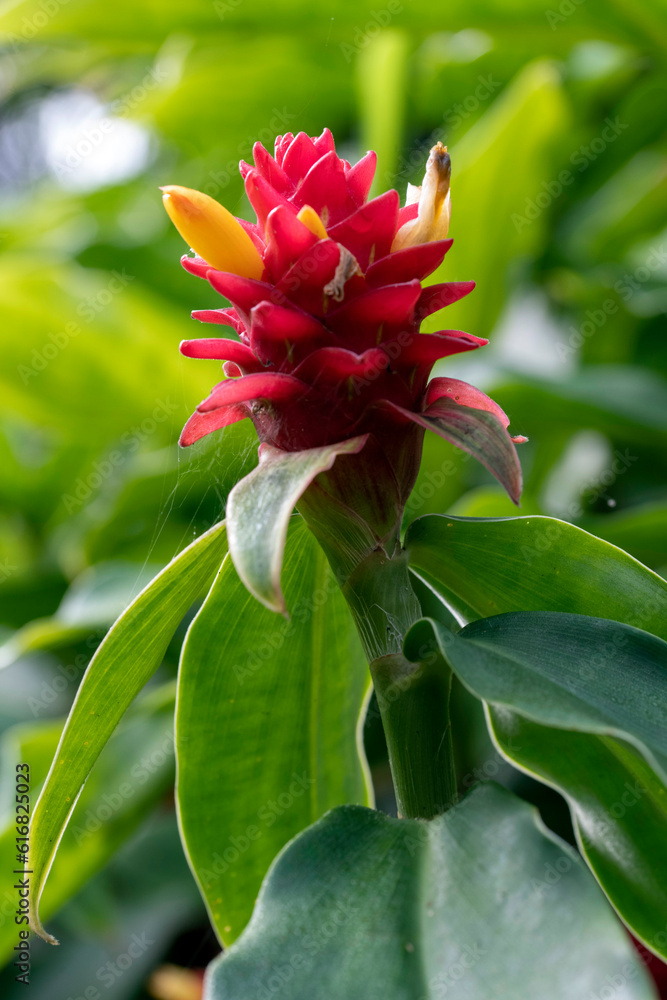 Red Tower Ginger (Costus comosus var. bakeri (K.Schum.) Stock Photo ...