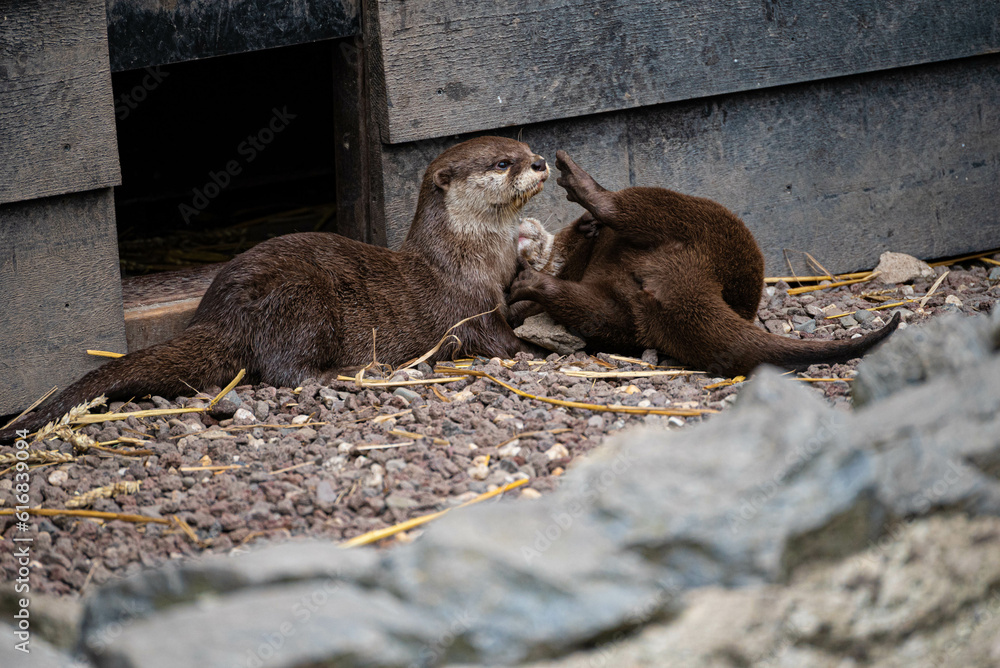 Two otters play with each other in front of their wooden hutch in ...