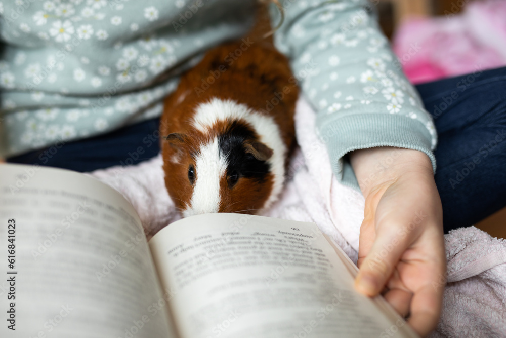 Young girl holding cute pet brown guinea pig reading book together play ...