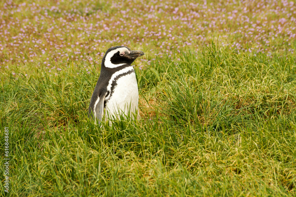 Photo Stock El pingüino de Magallanes, denominado también pingüino ...