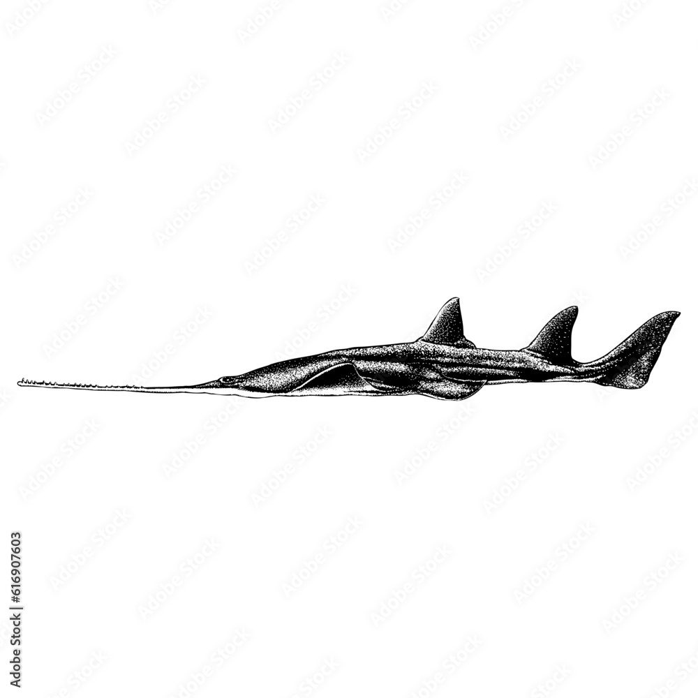 Sawfish hand drawing vector isolated on background. Stock Vector ...