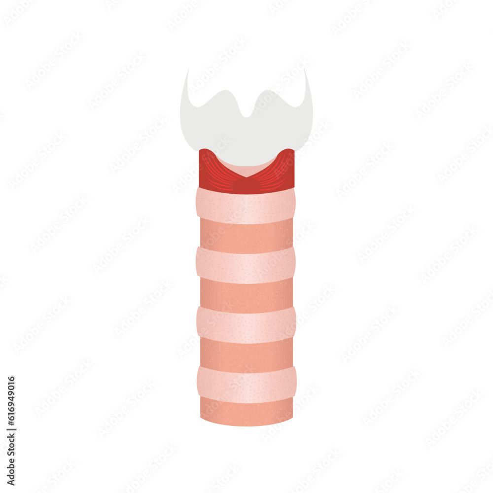 Human trachea icon. Tracheal tube anatomy and function. Tracheitis and ...