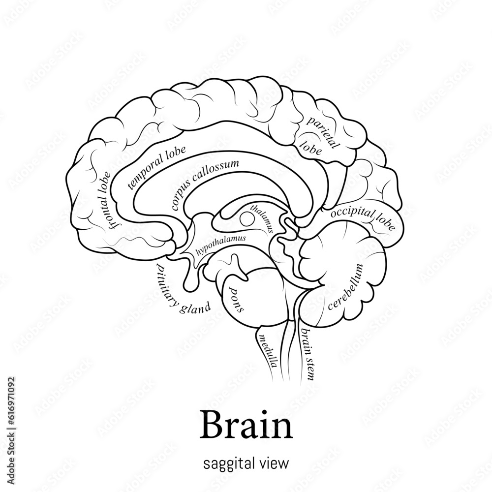 Black and white minimal neuroscience infographic. Human brain lobes and ...