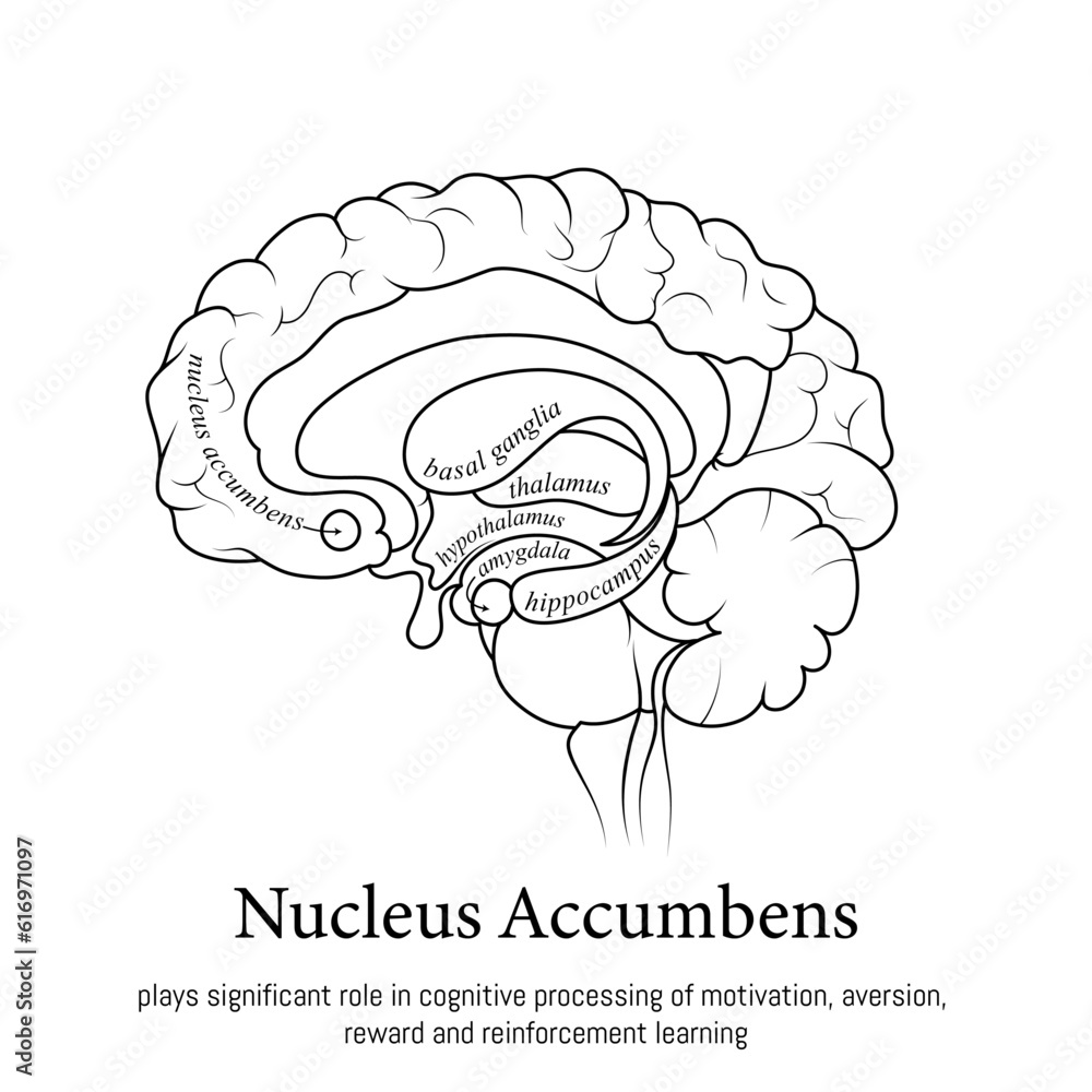 Black and white minimal neuroscience infographic. Human brain lobes and ...