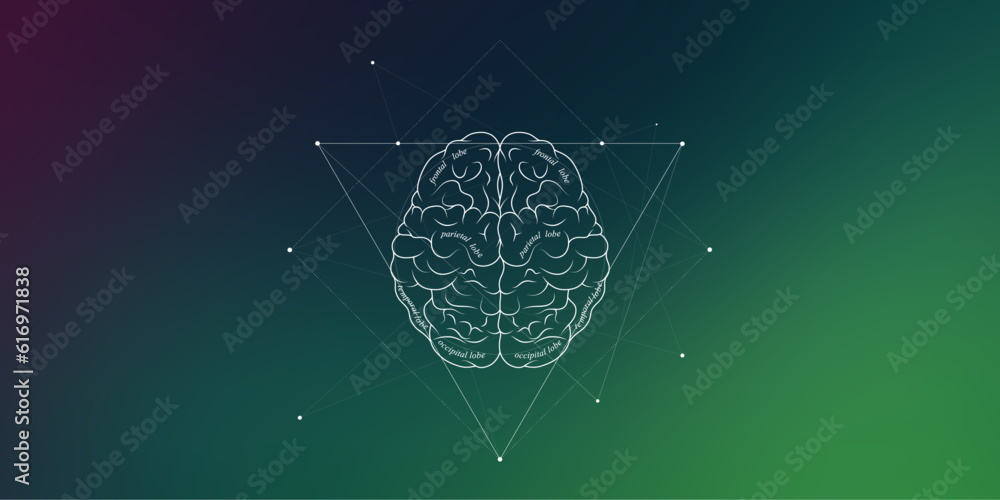 Minimal neuroscience infographic on gradient. Human brain lobes and ...