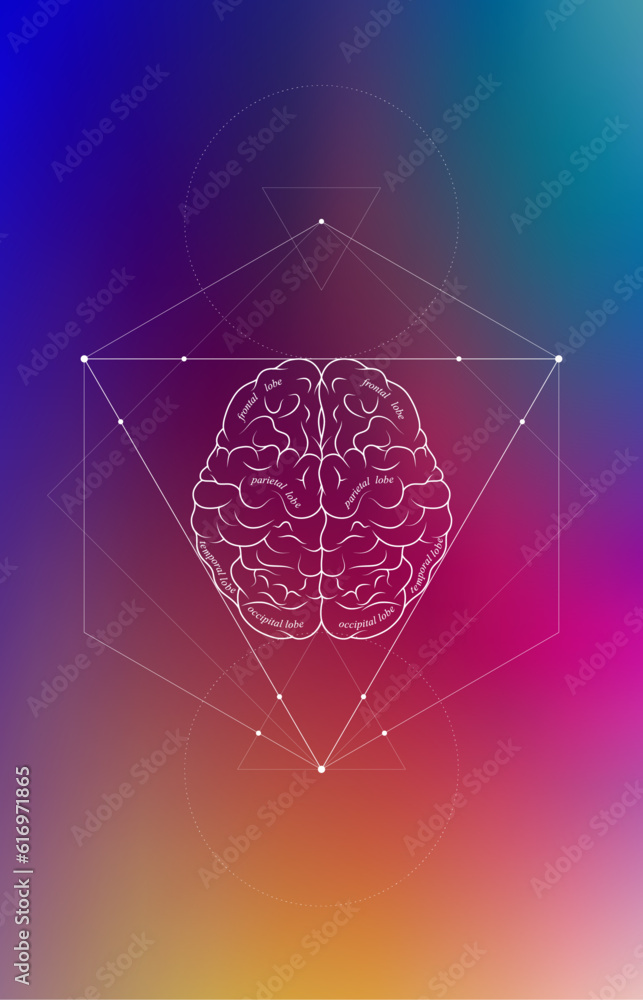 Minimal neuroscience infographic on gradient. Human brain lobes and ...