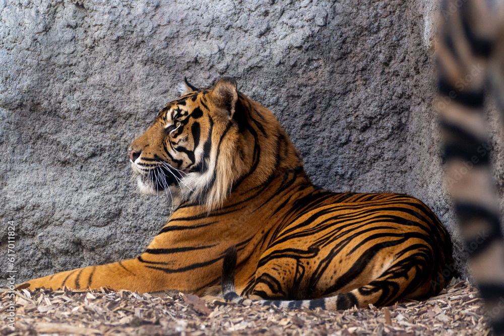 Zoo Tales Unveiled Intriguing Stories Behind the Captive Wildlife Stock ...