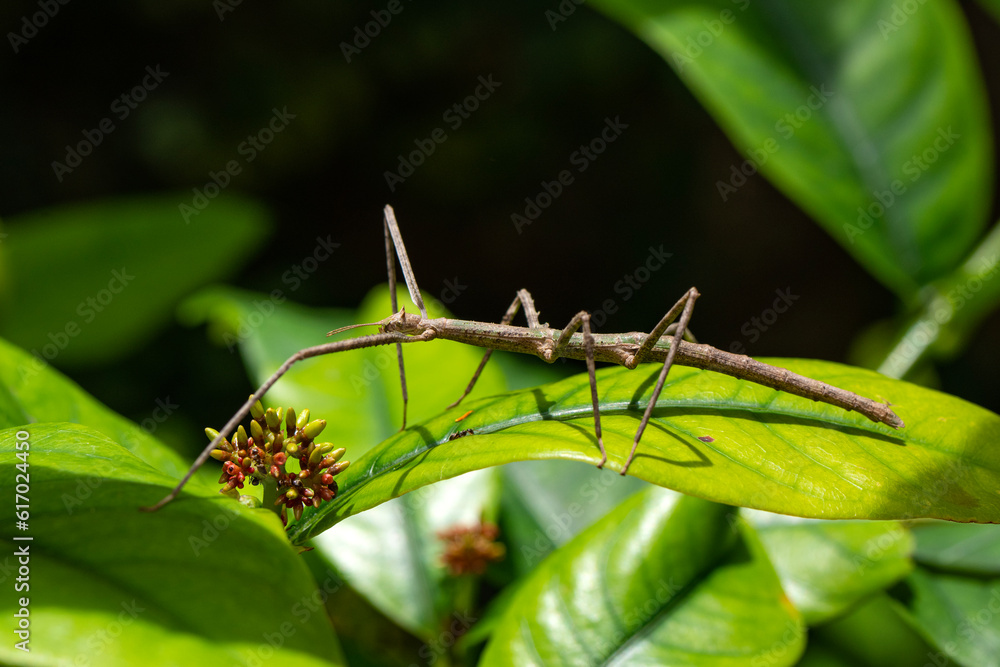 Stick insects mating: Medauroidea extradentata (Annam walking stick), a ...