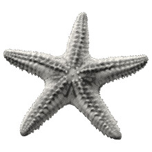 Starfish Collage Free Stock Photo - Public Domain Pictures