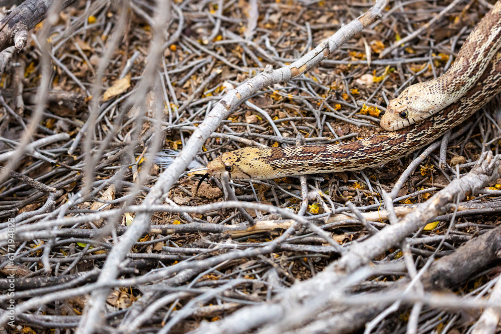 Male and female Sonoran gopher snakes, Pituophis catenifer affinis ...