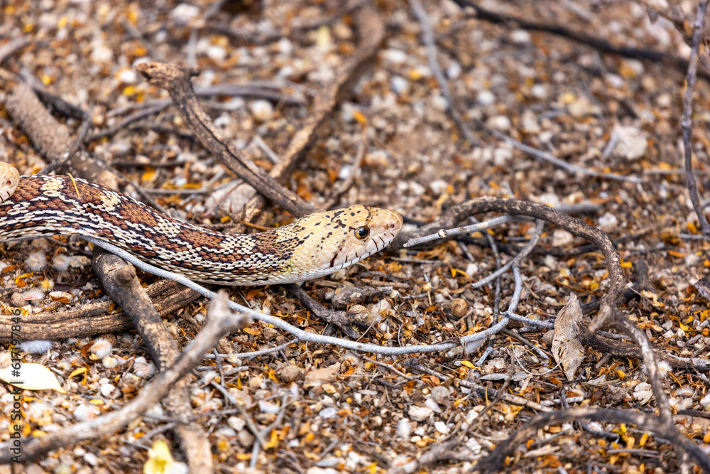 Male and female Sonoran gopher snakes, Pituophis catenifer affinis ...