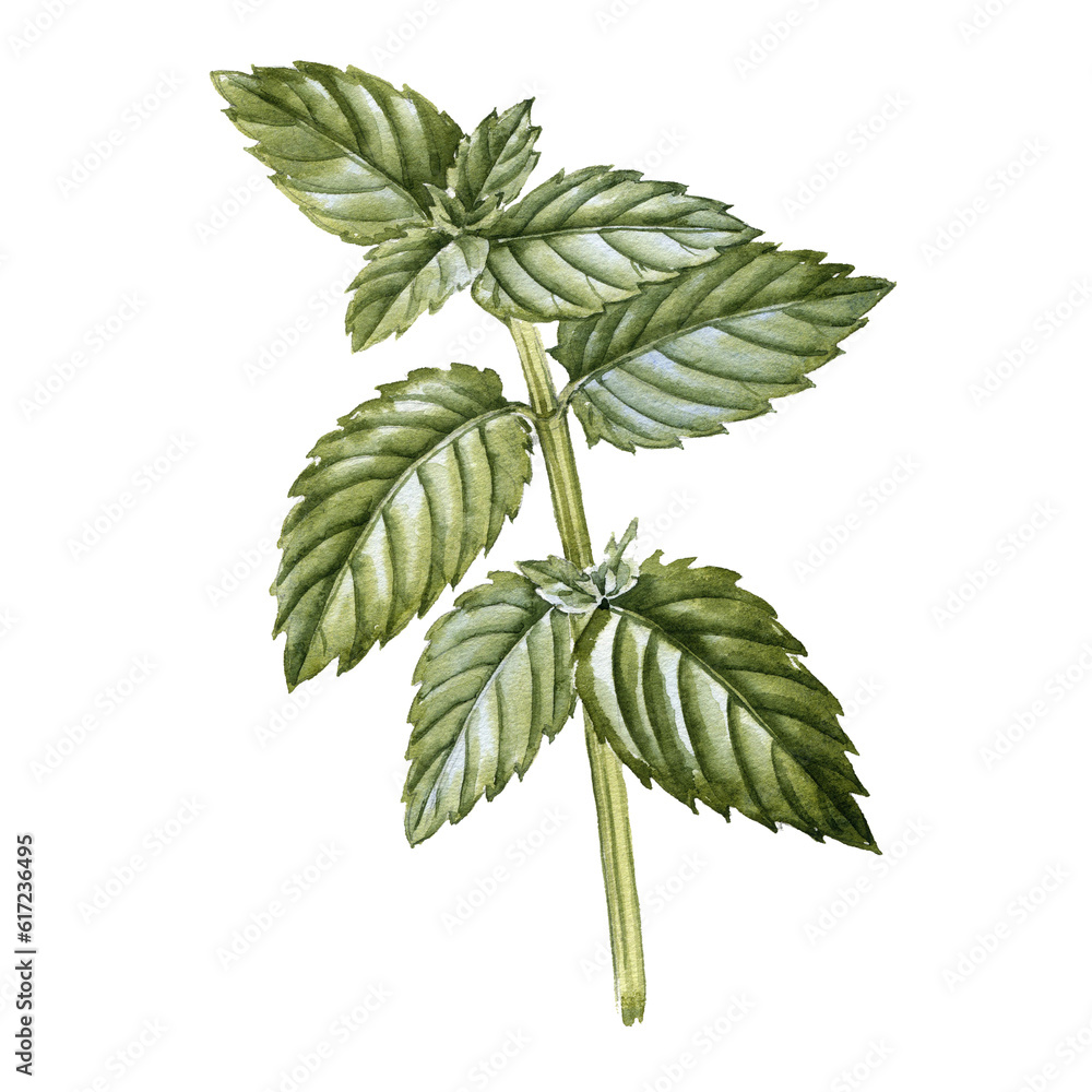 watercolor drawing lemon balm with green leaves, Melissa officinalis ...