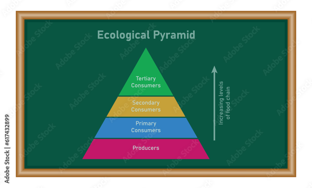 Ecological pyramid of energy diagram. Vector illustration isolated on ...