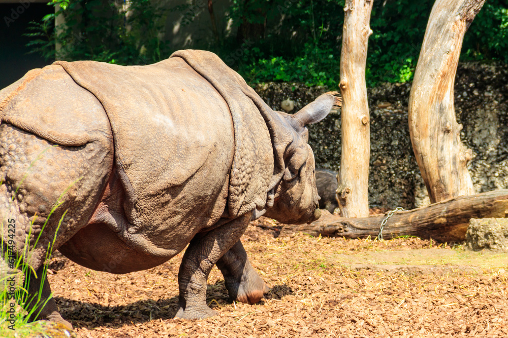 Indian rhinoceros (Rhinoceros unicornis), or Indian rhino for short ...
