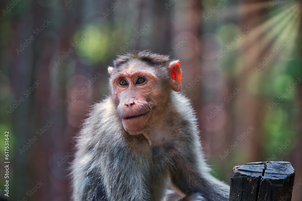 The monkey portrait view is a technique that allows photographers to ...