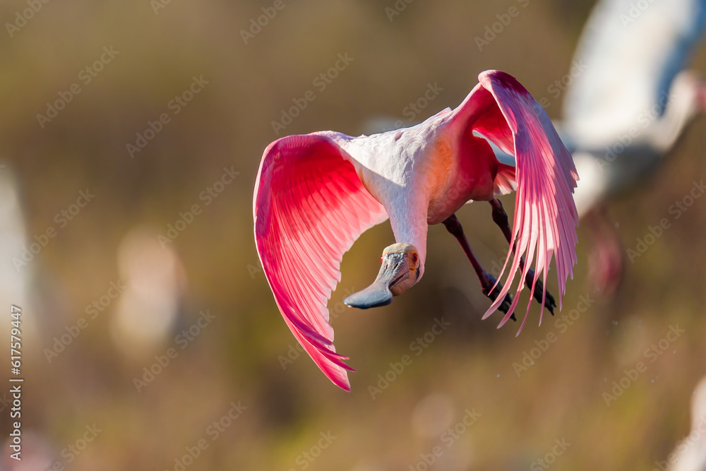 Roseate Spoonbill flying Stock Photo | Adobe Stock