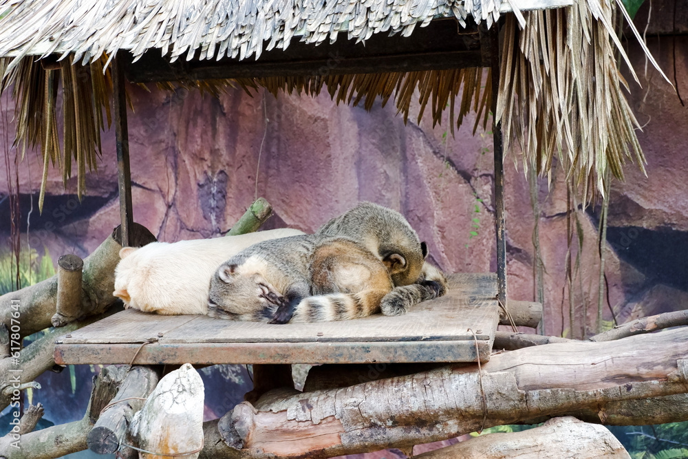 Selective focus of south american coati sleeping in its enclosure in ...