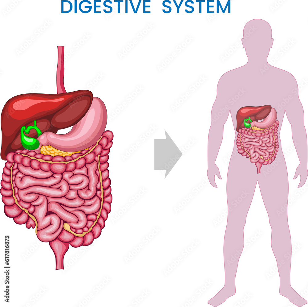 The structure of the digestive system includes the mouth, esophagus ...