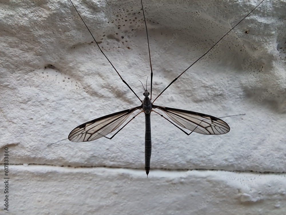 Cranefly (Tipula lateralis) on a white wall in a park in Chisinau ...