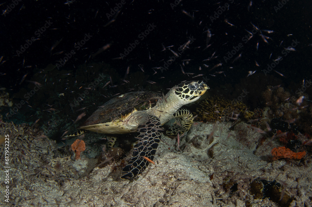 Hawksbill sea turtle is resting on the bottom during night dive ...