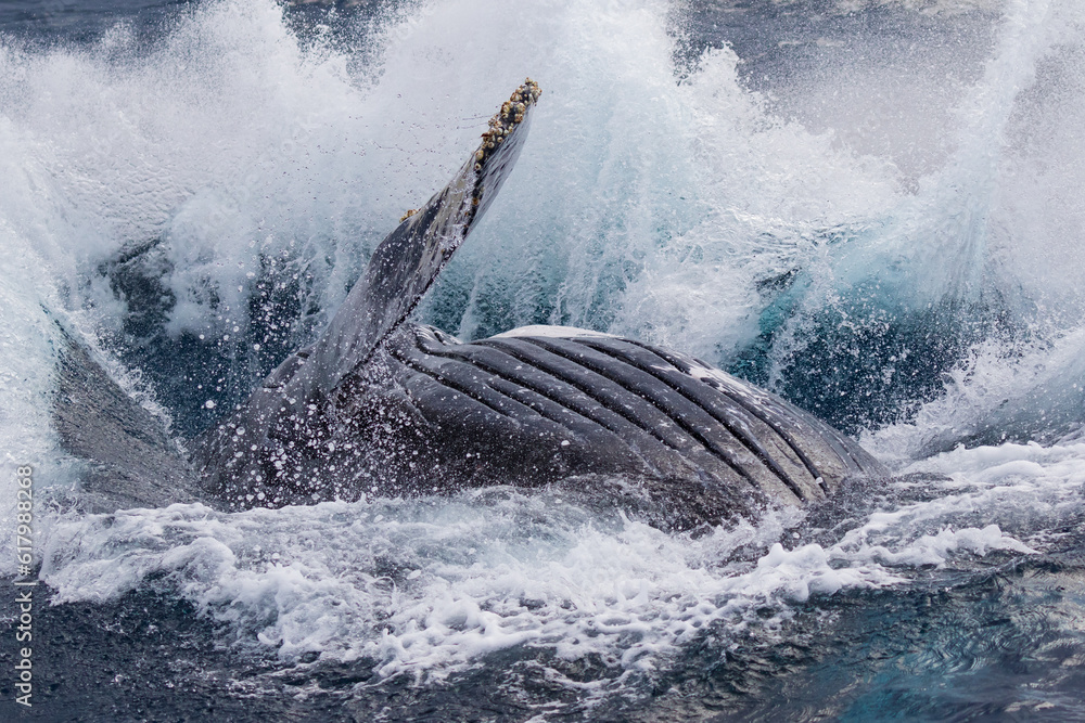 When a breaching 40 tonne humpback whale hits the ocean it makes a big ...