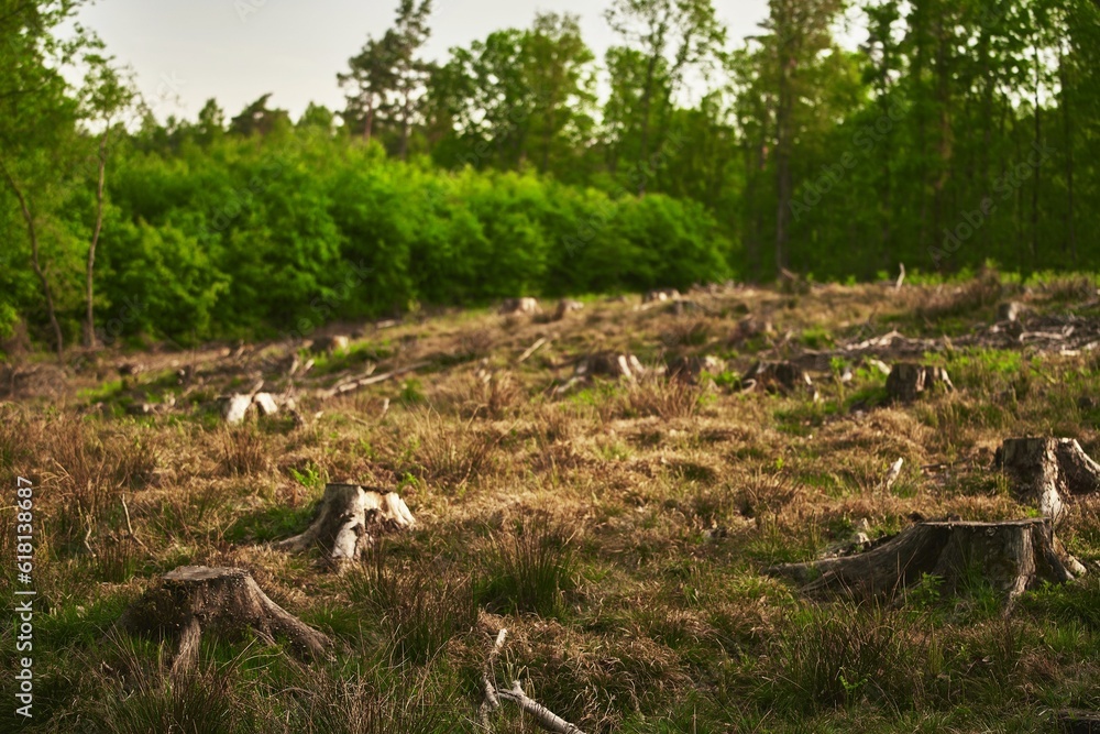 Deforestation is a threat to the environment and sustainability. The ...