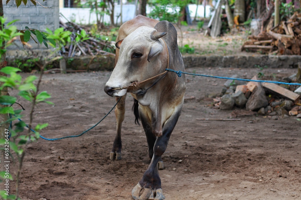 Photo Stock Ongole Crossbred cattle or Javanese Cow or sapi peranakan ...