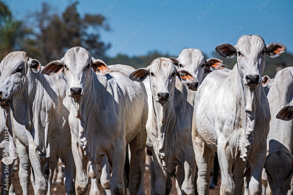 Manejo, gado de corte Nelore, engorda e genética da agropecuária ...
