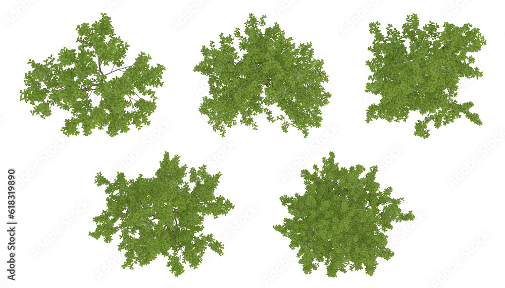 Green trees on top view isolated on transparent background, 2d plants ...