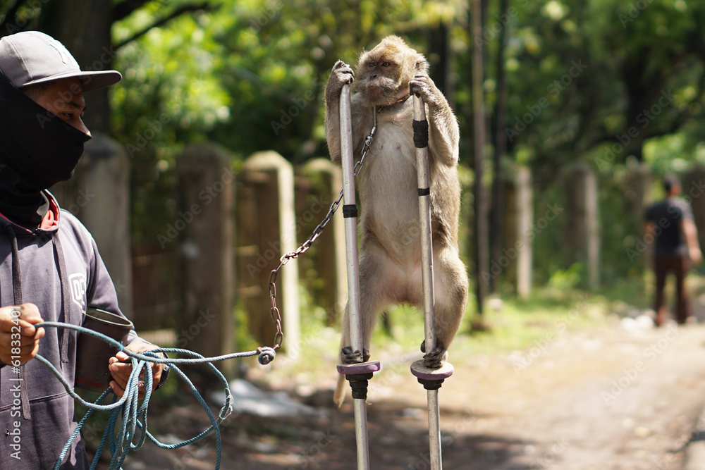 animal abuse or cruelty image. macaque monkey who is trained for street ...