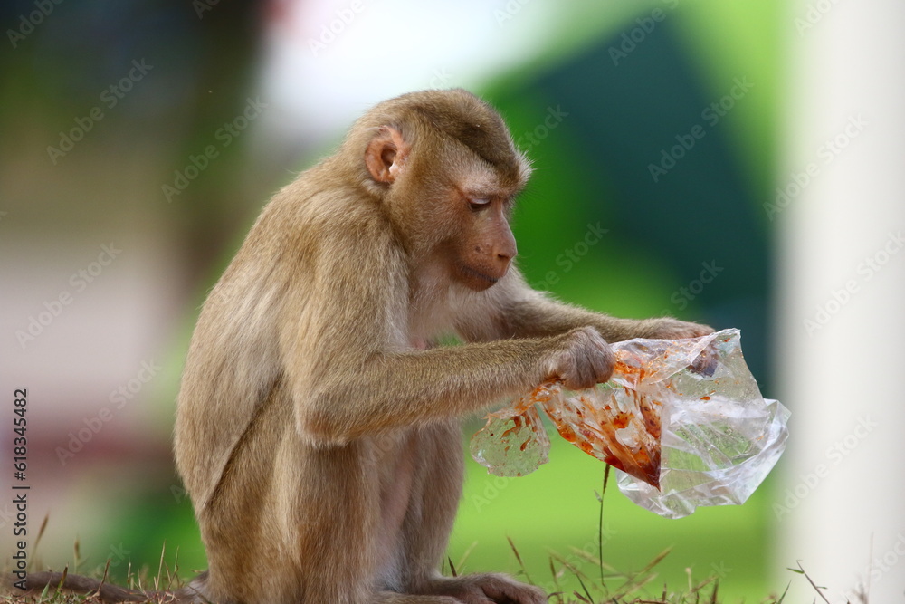 Plastic pollution in the jungle environmental problem. Monkey eating ...