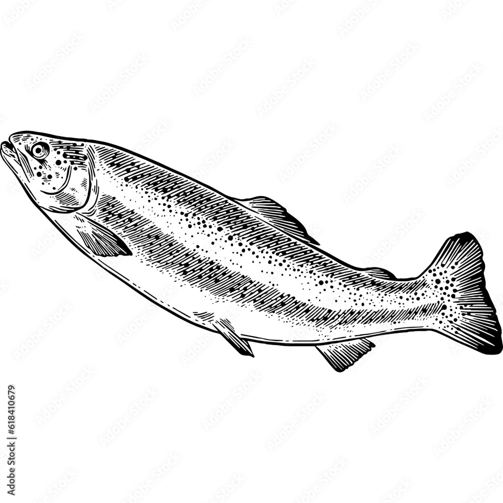 Hand drawn Trout Fish Sketch Illustration Stock Vector | Adobe Stock