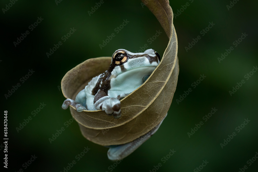Amazon Milk Frog (Trachycephalus resinifictrix) or Mission Golden-Eyed ...