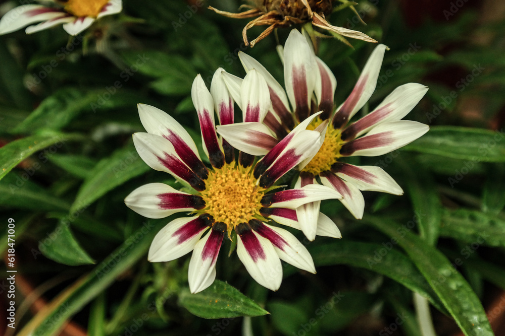 Flower photography, captures nature's beauty, colors, and textures in ...