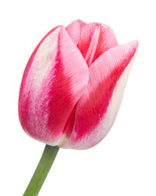 Flower, Tulip, Tulipa Gesneriana Free Stock Photo - Public Domain Pictures