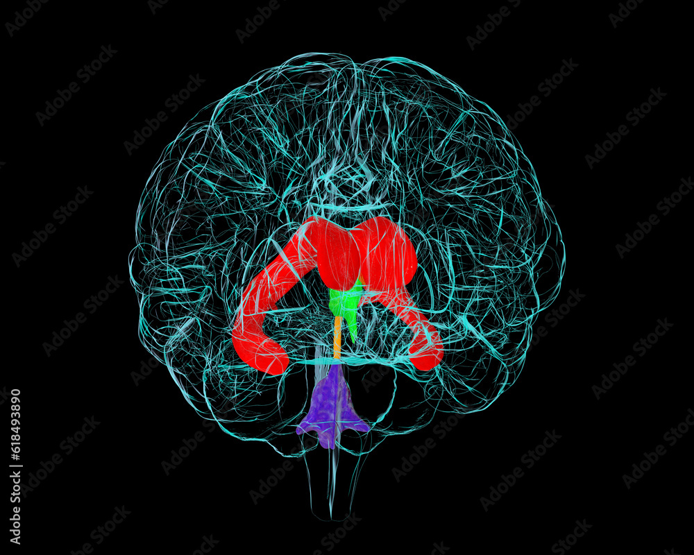 Ventricular system of brain, 3D illustration Stock Illustration | Adobe ...